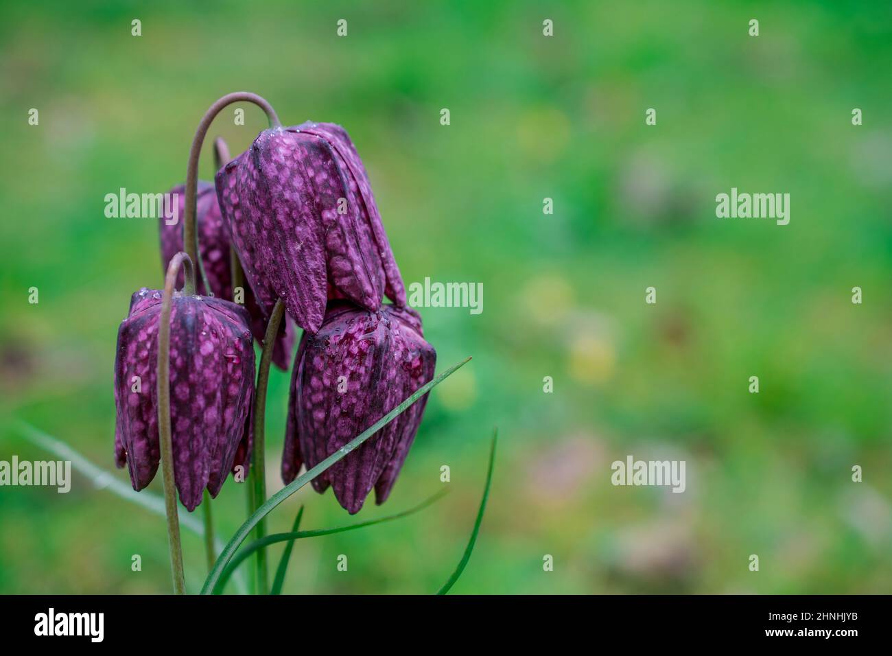 beautiful early spring flowers Stock Photo - Alamy