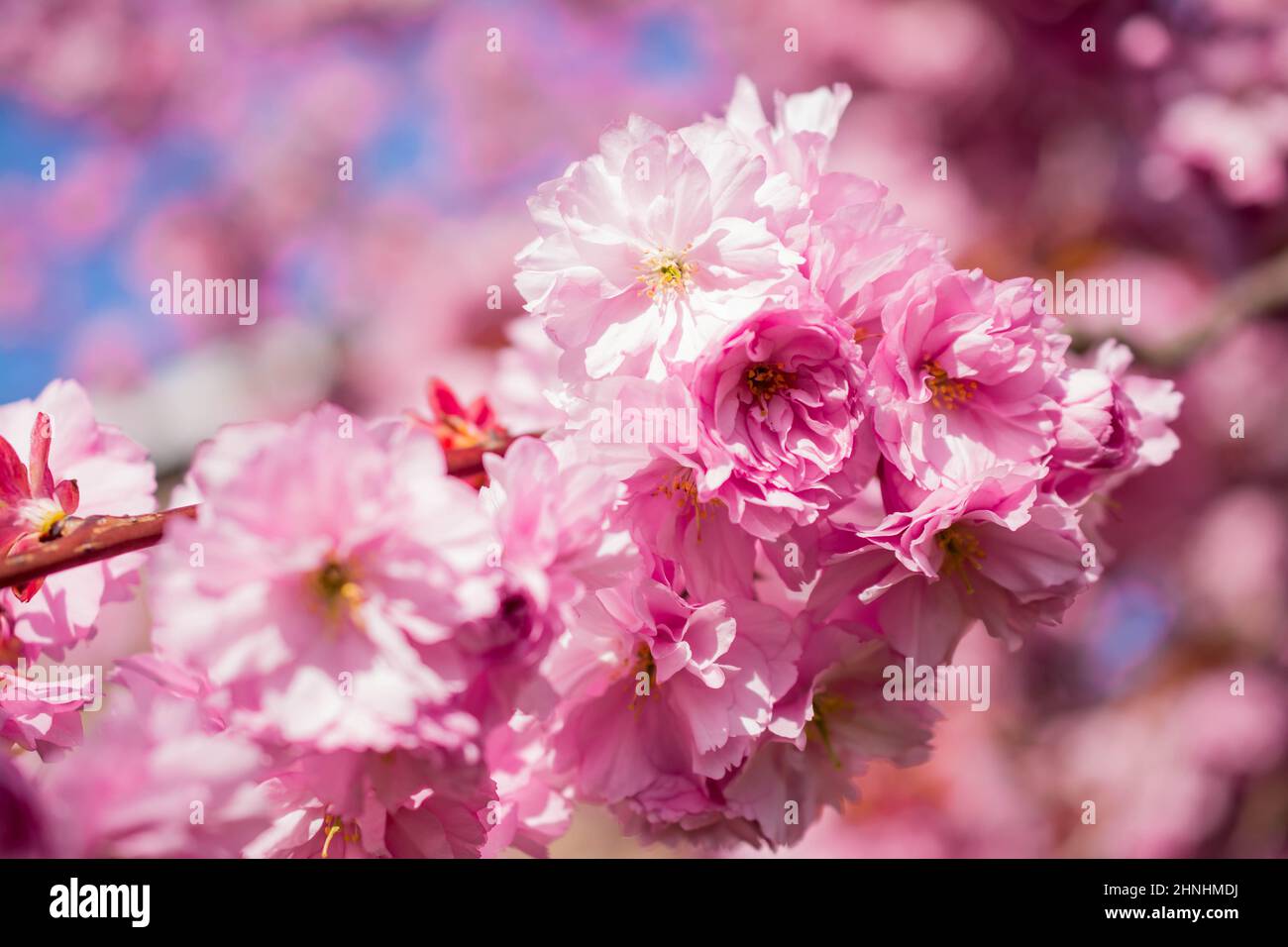 beautiful natural background with spring flowers Stock Photo - Alamy