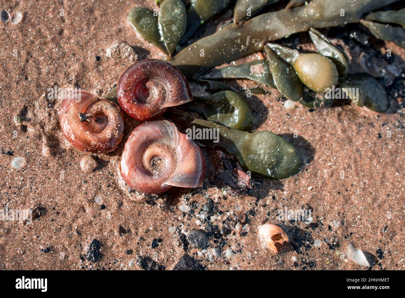 Seashell laying on beach hi-res stock photography and images - Alamy