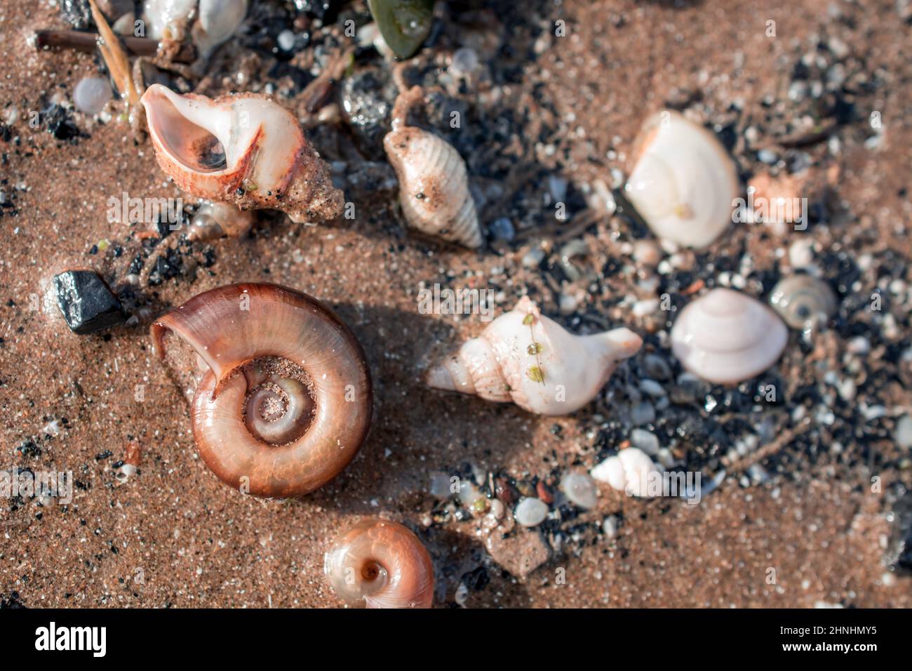 some shells on sandy beach Stock Photo - Alamy