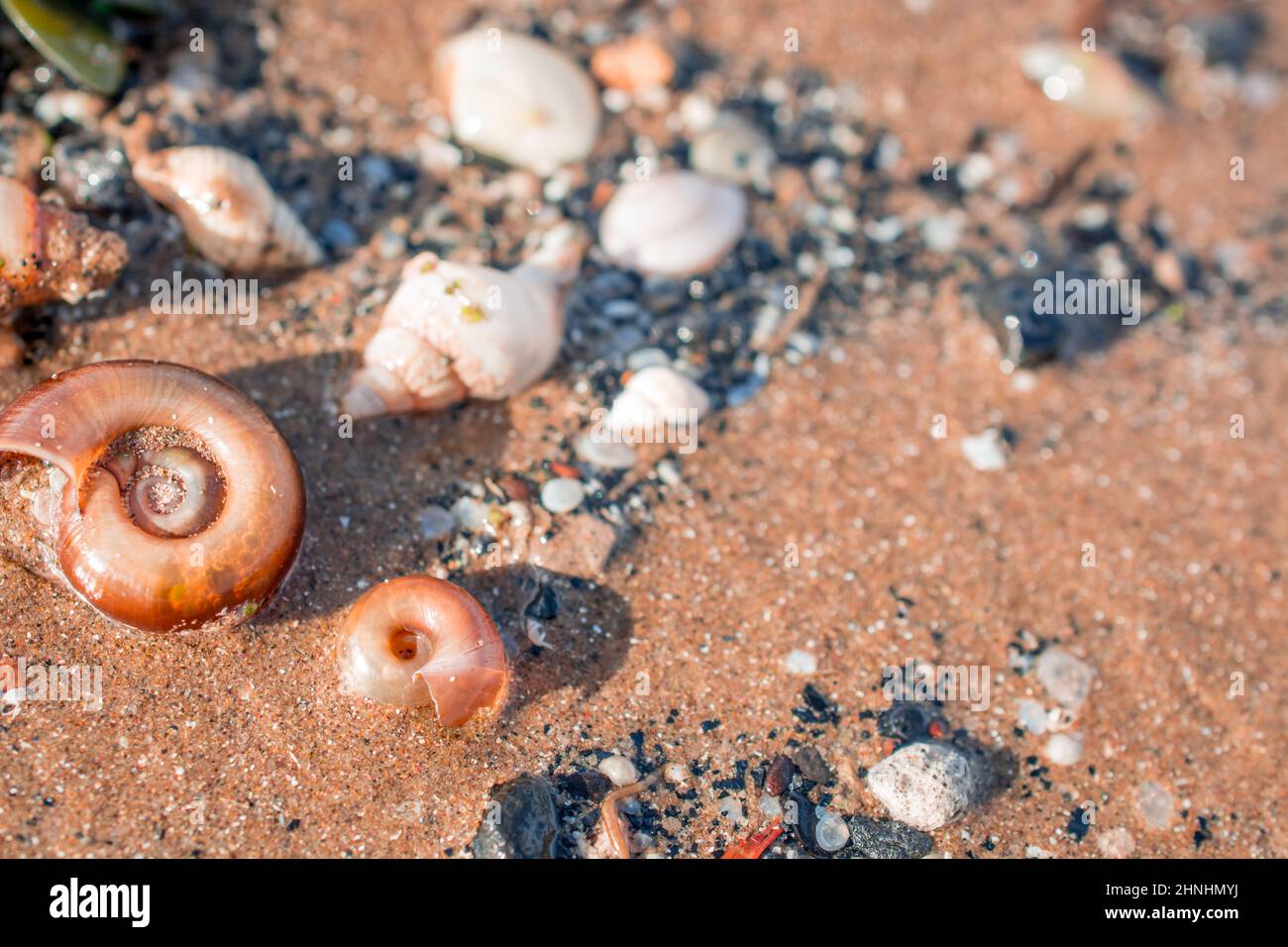 some shells on sandy beach Stock Photo - Alamy