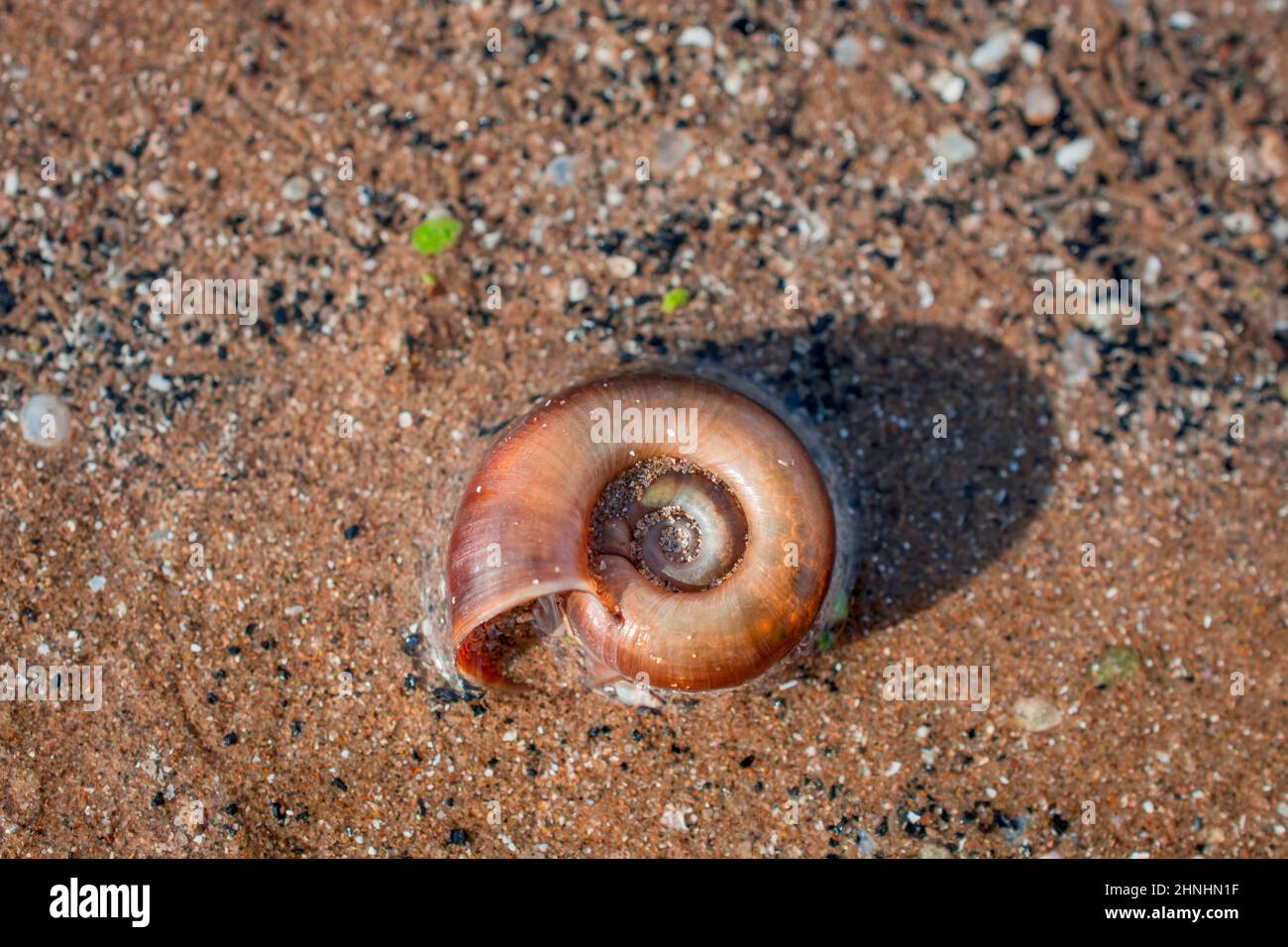 some shells on sandy beach Stock Photo - Alamy