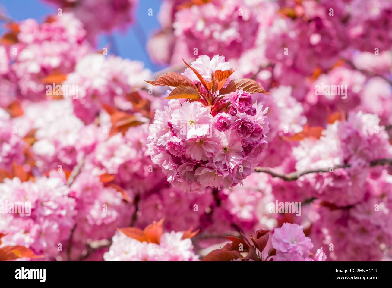 Early floral works hi-res stock photography and images - Alamy