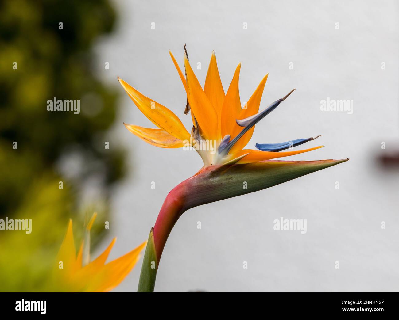 Tropical flower strelitzia or bird of paradise on Madeira Island ...