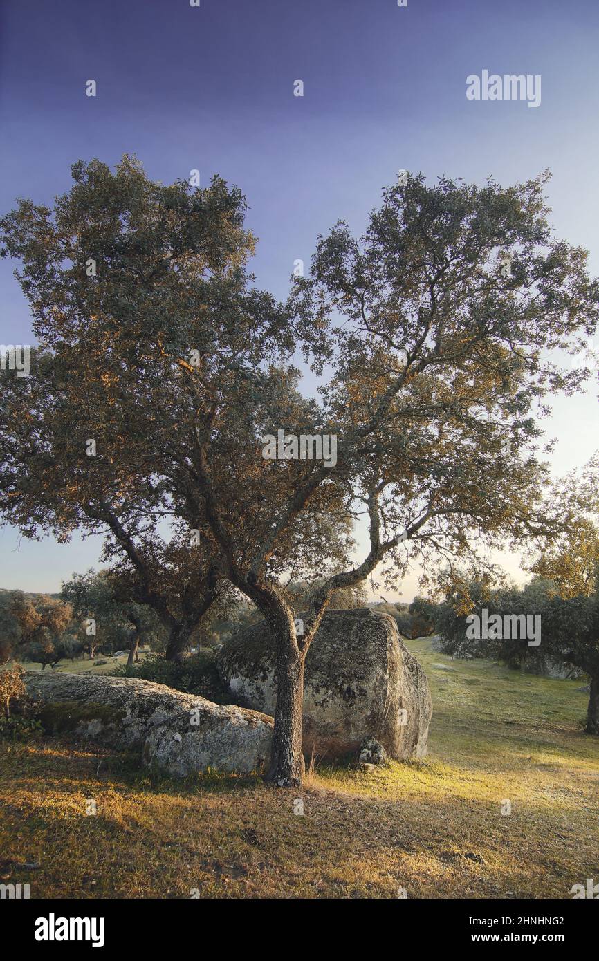 A tree next to a granite rock at sunset with a sky with hardly any ...