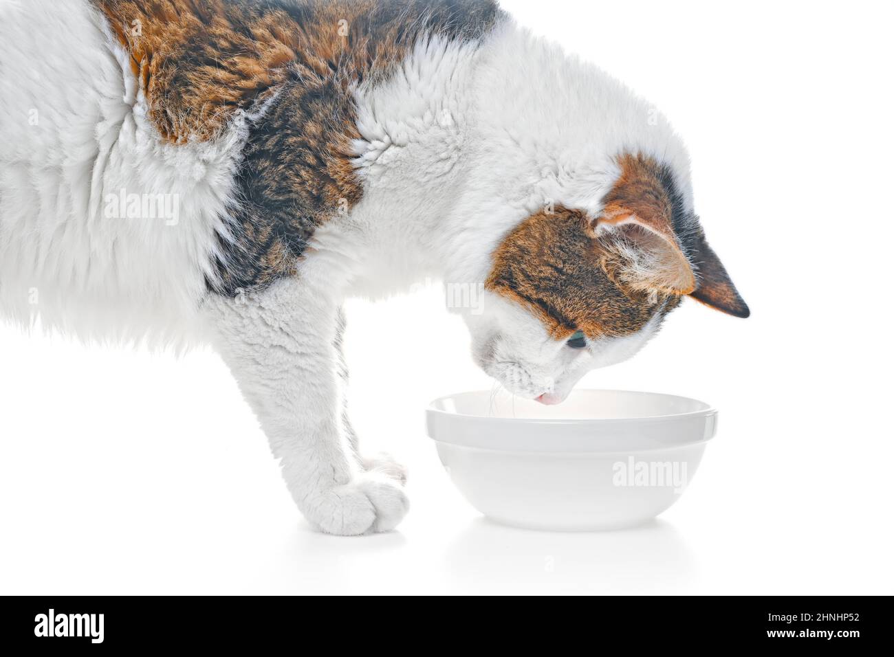 Hungry cat looking curious in a Food Dish. Isolated on white background ...