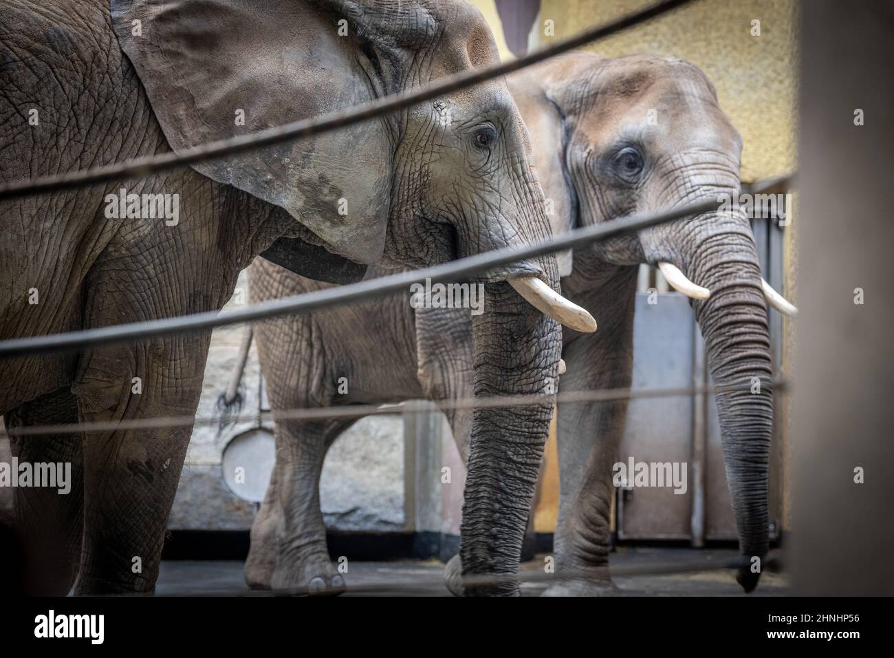 Zoo Vienna Schönbrunn Stock Photo - Alamy