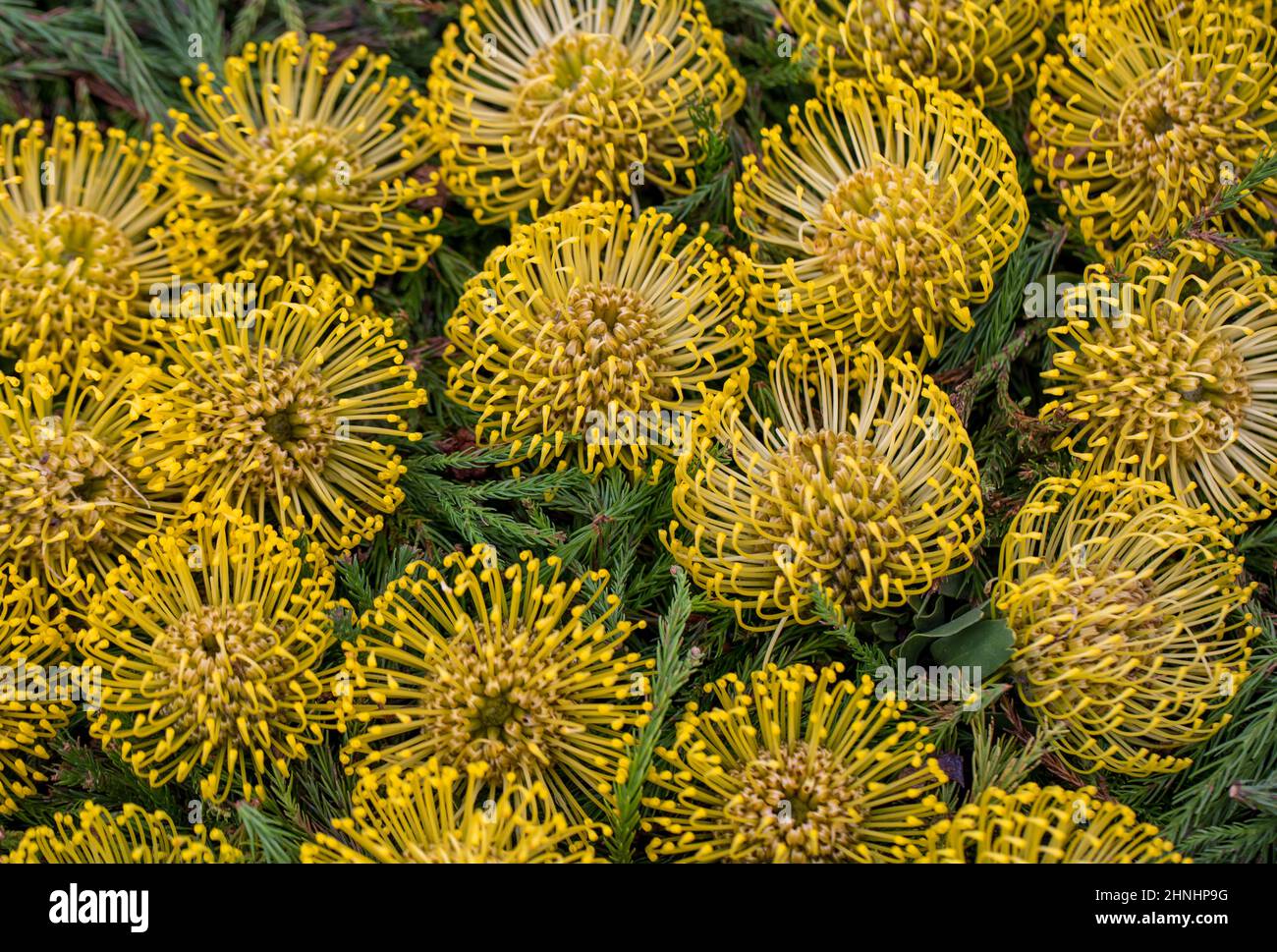 yellow flower of Pincushions or Leucospermum condifolium Stock Photo ...