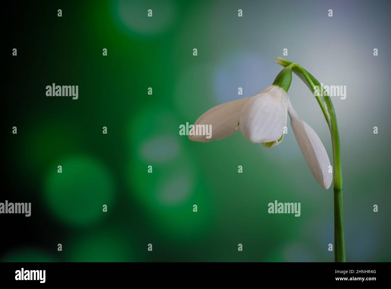 beautiful white snowdrop spring flowers Stock Photo - Alamy
