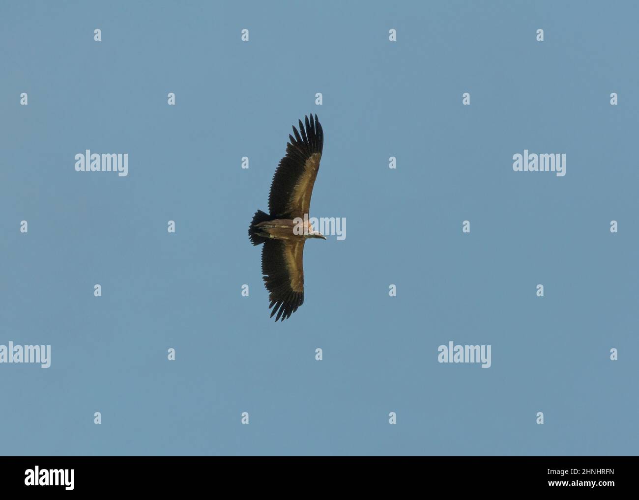 Griffon Vulture soaring over the Vercors, France Stock Photo - Alamy