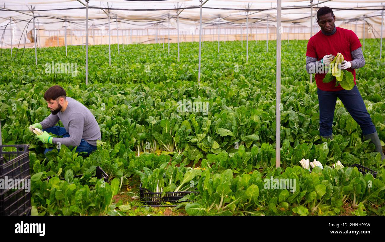 Farmers harvesting Swiss chard Stock Photo - Alamy