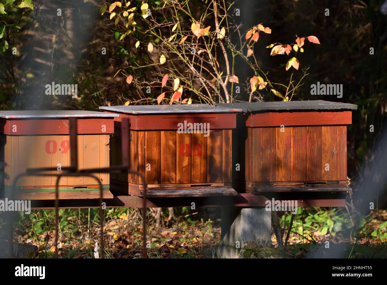 hives in the autumn on an apiary Stock Photo - Alamy