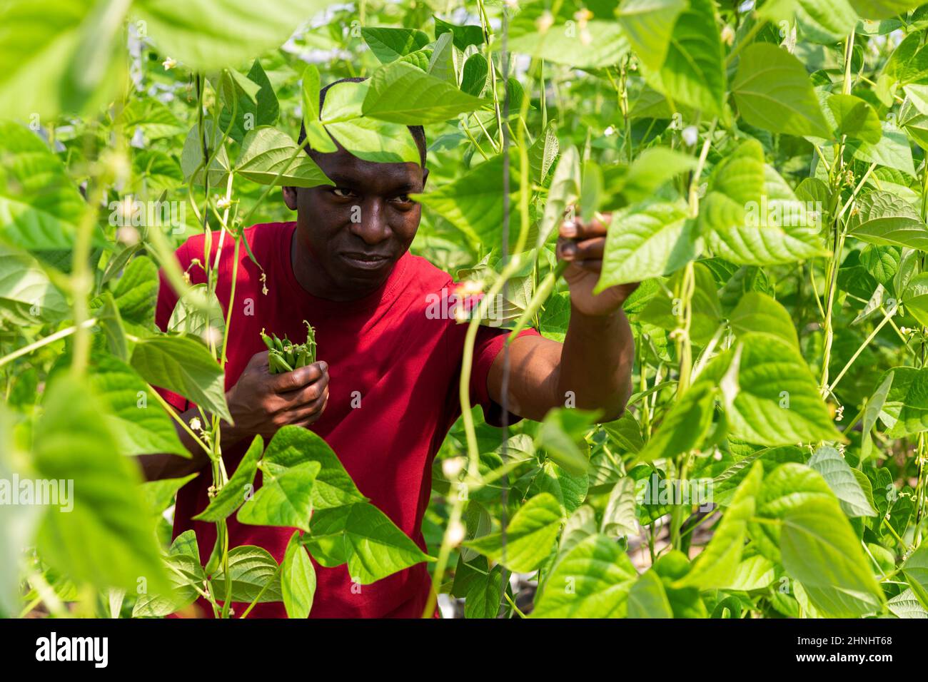 African american grower harvesting bean in farm glasshouse Stock Photo ...