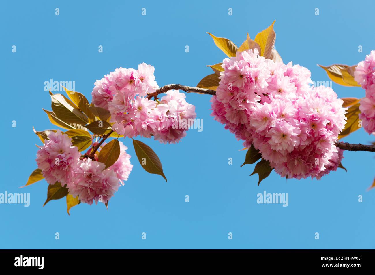 pink sakura flower on blooming spring tree branch Stock Photo - Alamy