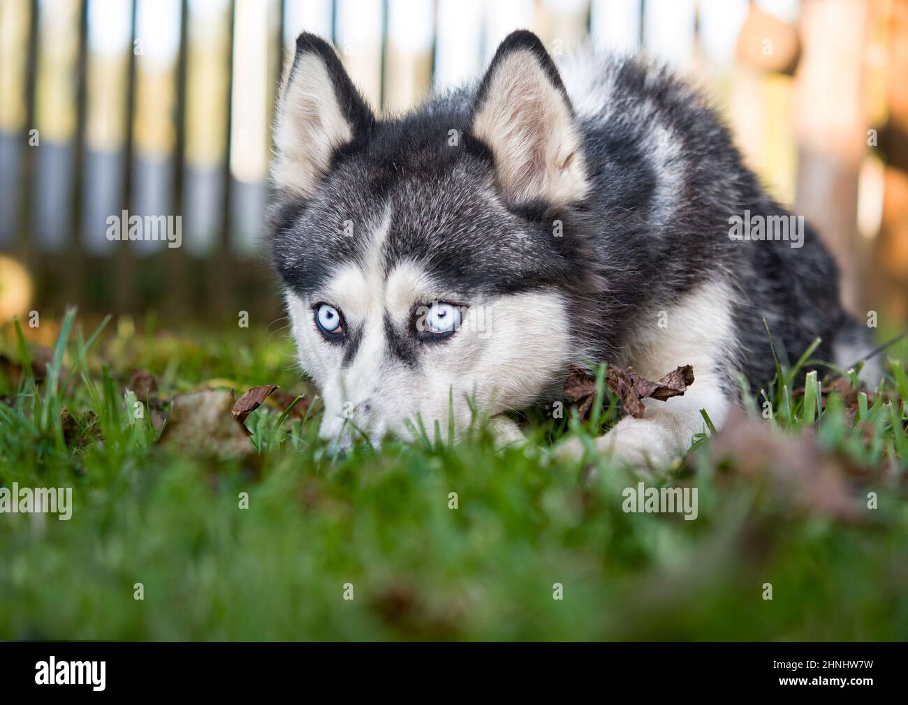 Husky walking hi-res stock photography and images - Alamy
