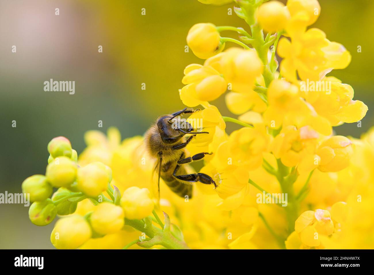 A Bee hovering while collecting pollen. Hairs on Bee are covered in ...