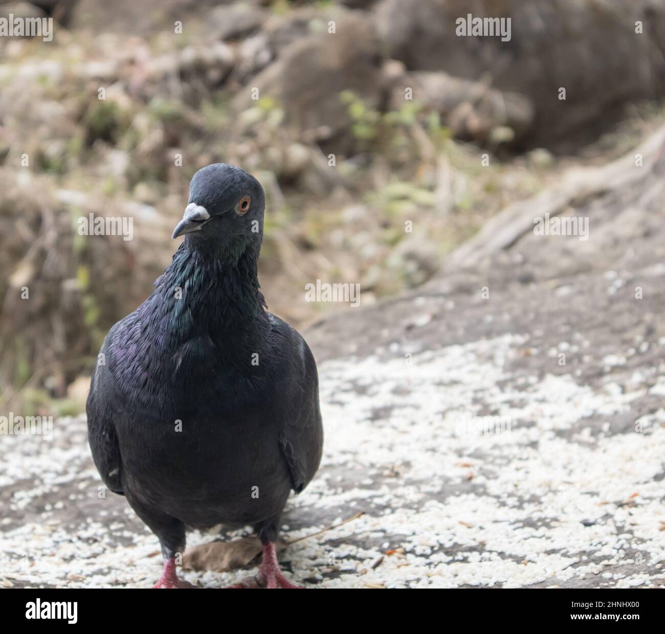 Tripura birds hi-res stock photography and images - Alamy
