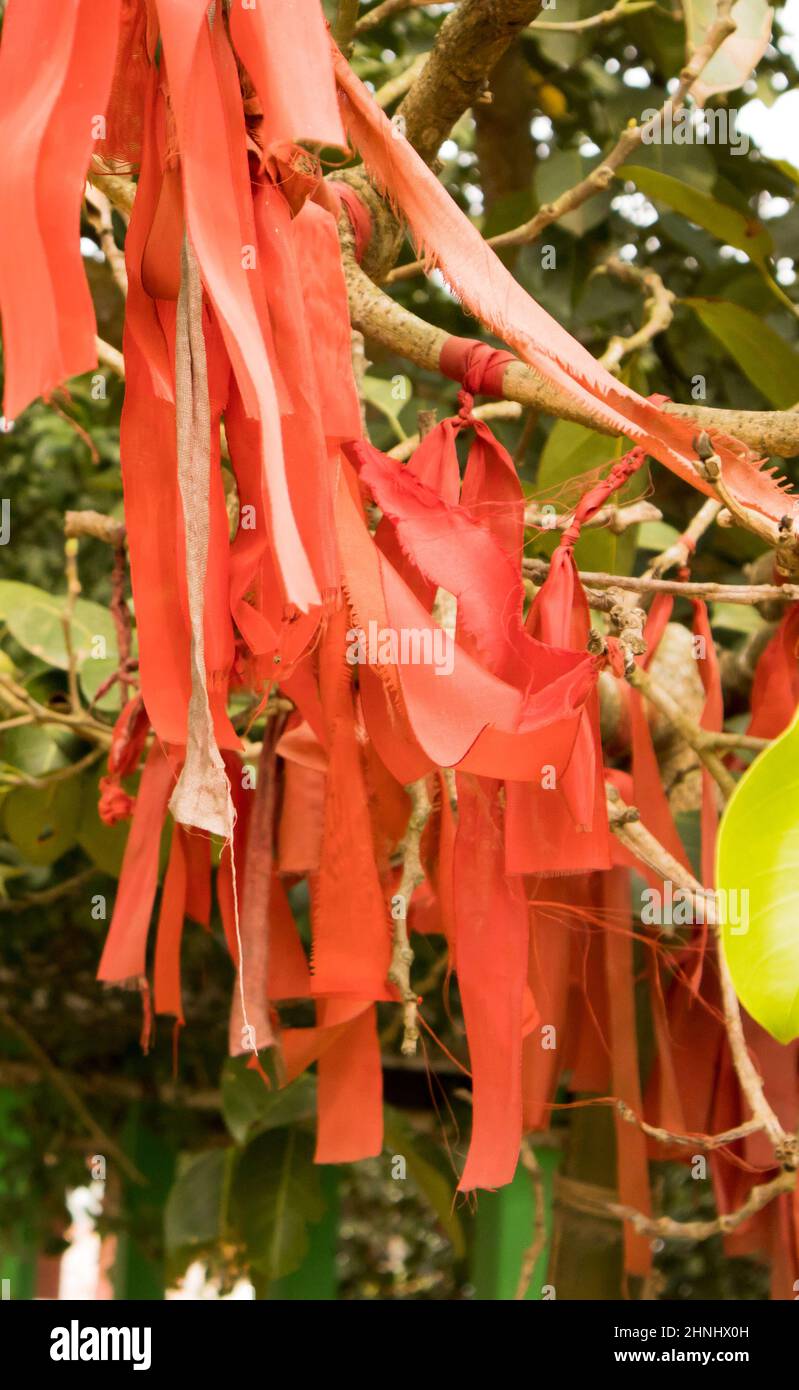 Banyan tree puja hi-res stock photography and images - Alamy