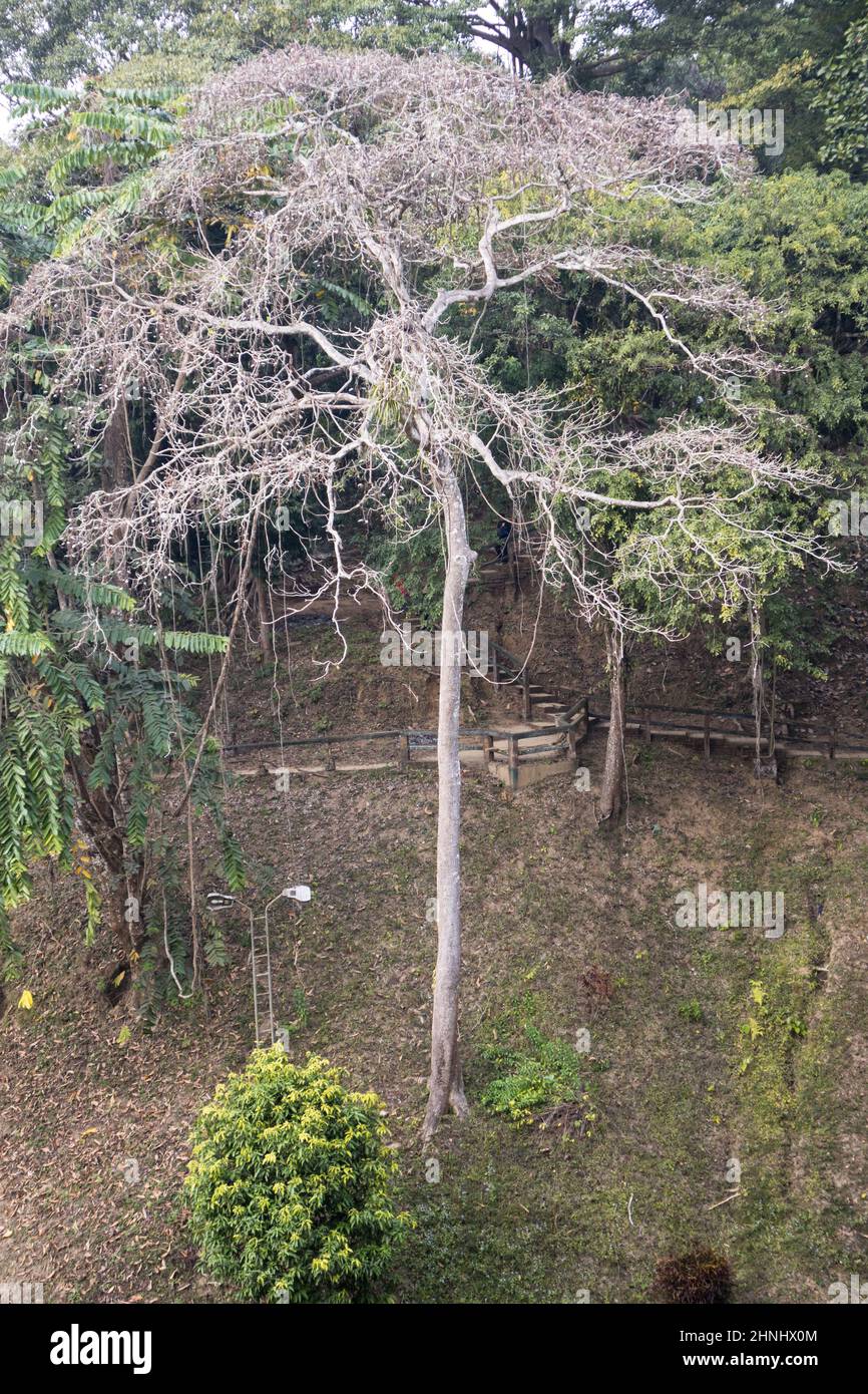 A tall banyan tree at Unakoti Stock Photo - Alamy