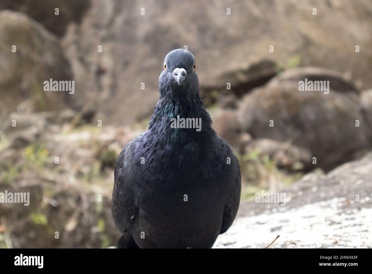 One Pigeon in the rocks of unakoti, tripura Stock Photo - Alamy