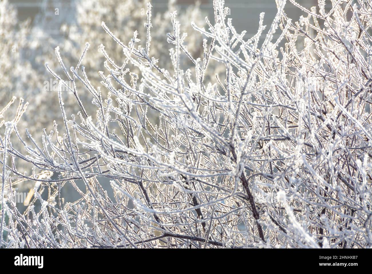 Branches of trees and bushes covered with frost in sunny frosty weather ...
