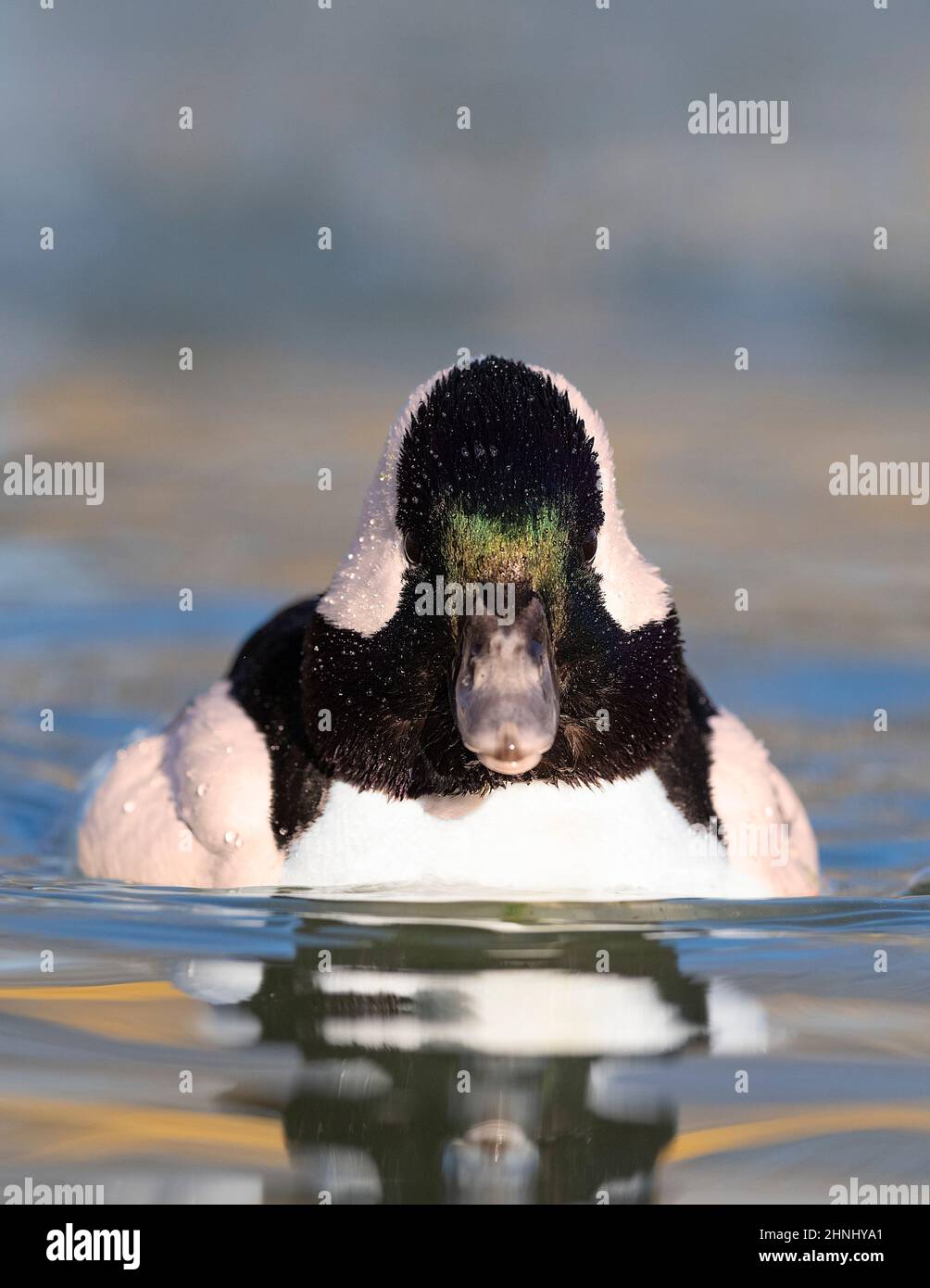 Drake and hen bufflehead hi-res stock photography and images - Alamy