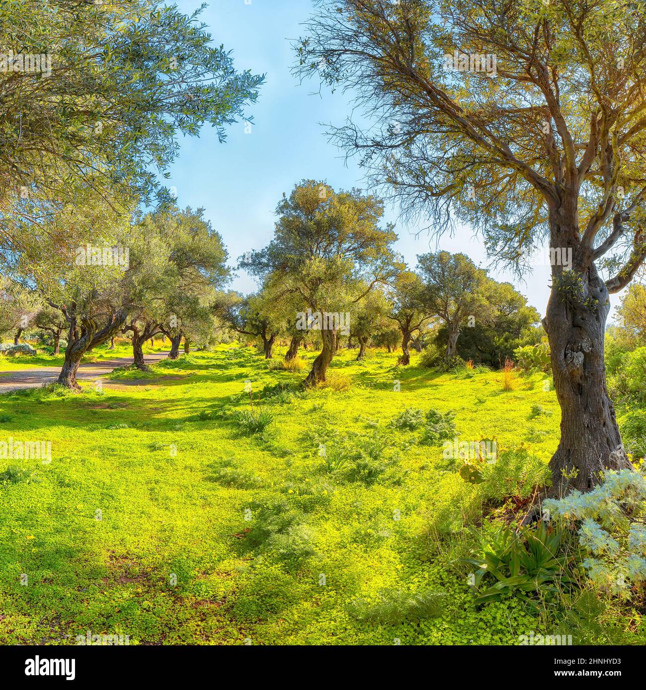 Blooming olive garden at Cape Milazzo during daytime. Location: Sicily ...