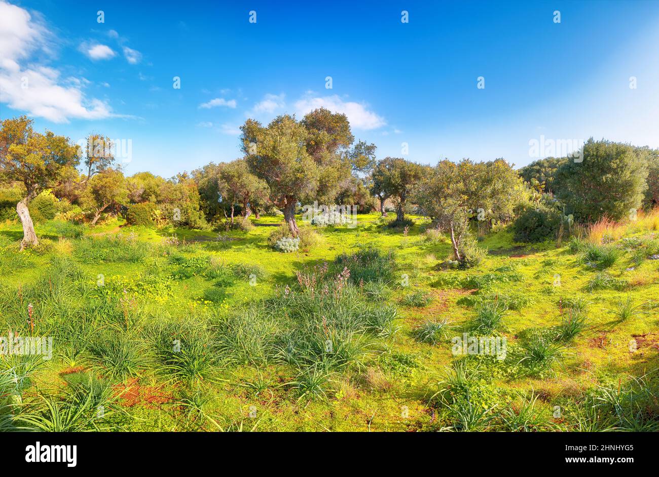 Fabulous view on blooming olive garden at Cape Milazzo during daytime ...
