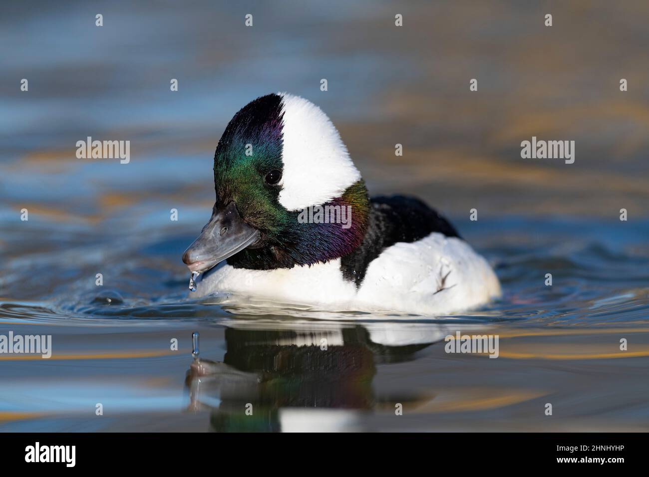 Bufflehead ducks in the winter on an icy pond Stock Photo - Alamy