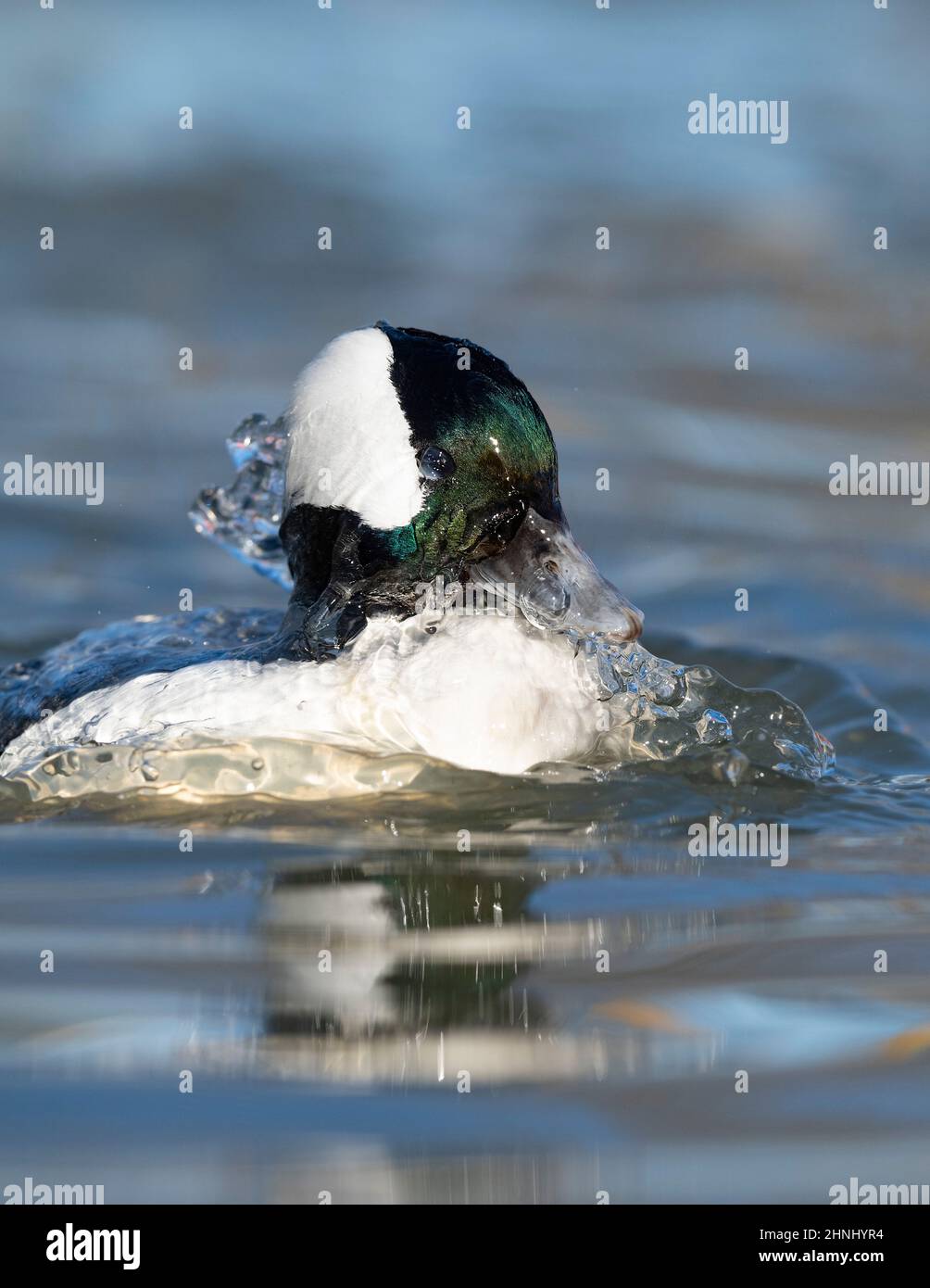 Drake and hen bufflehead hi-res stock photography and images - Alamy