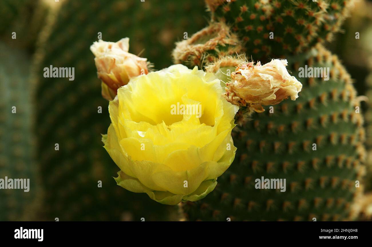 Yellow cactus flower in the Turo de La Peira gardens, Barcelona ...
