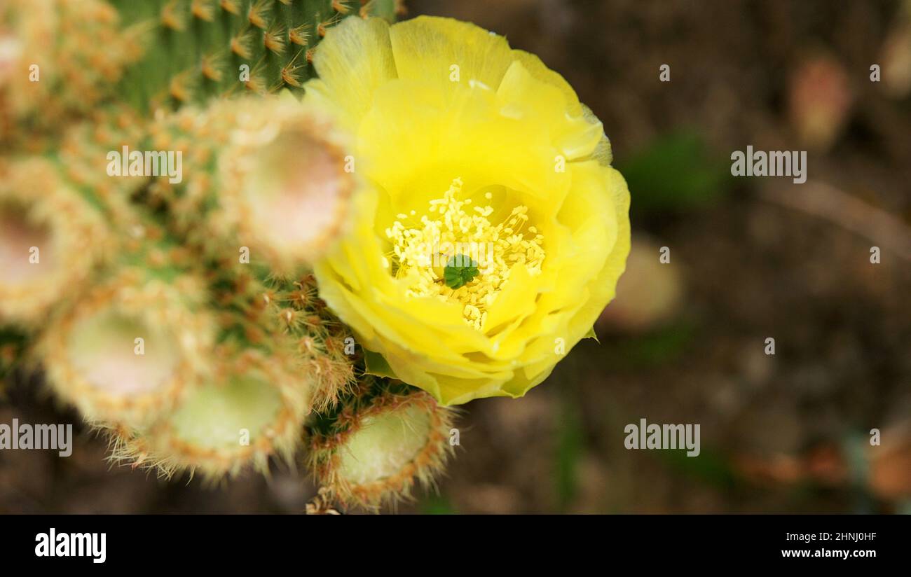 Yellow cactus flower in the Turo de La Peira gardens, Barcelona ...