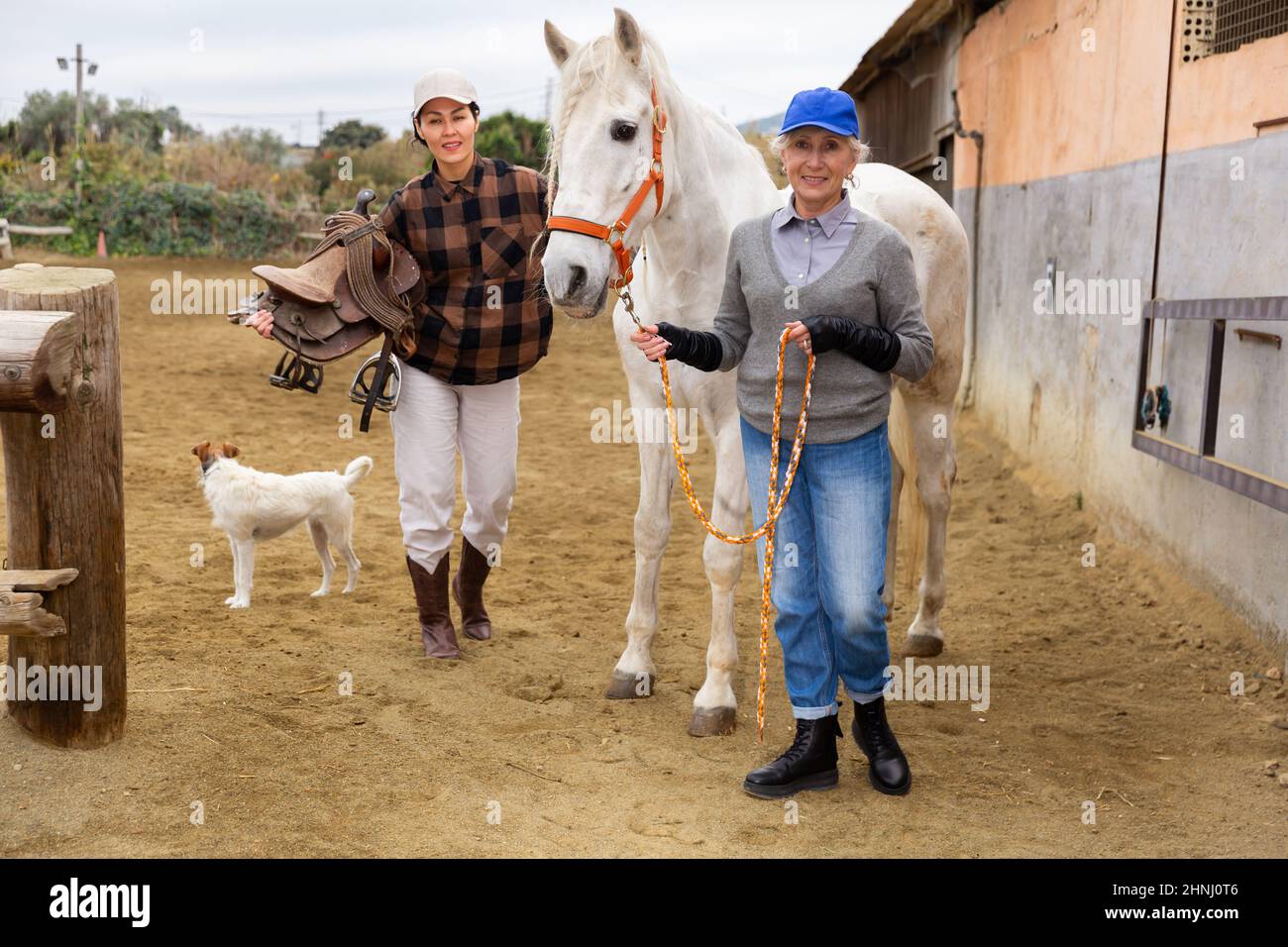 Elderly female stable keeper leading horse to outdoor riding arena ...