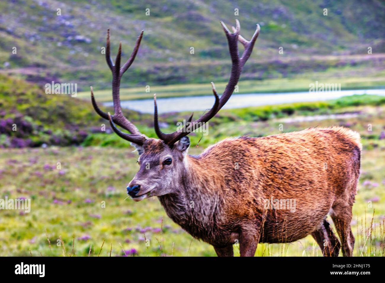 Wild Royal stag, red deer with 12 points to his antlers, six per antler ...