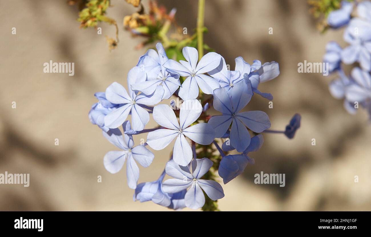 Flowers in a garden in Barcelona, Catalunya, Spain, Europe Stock Photo ...