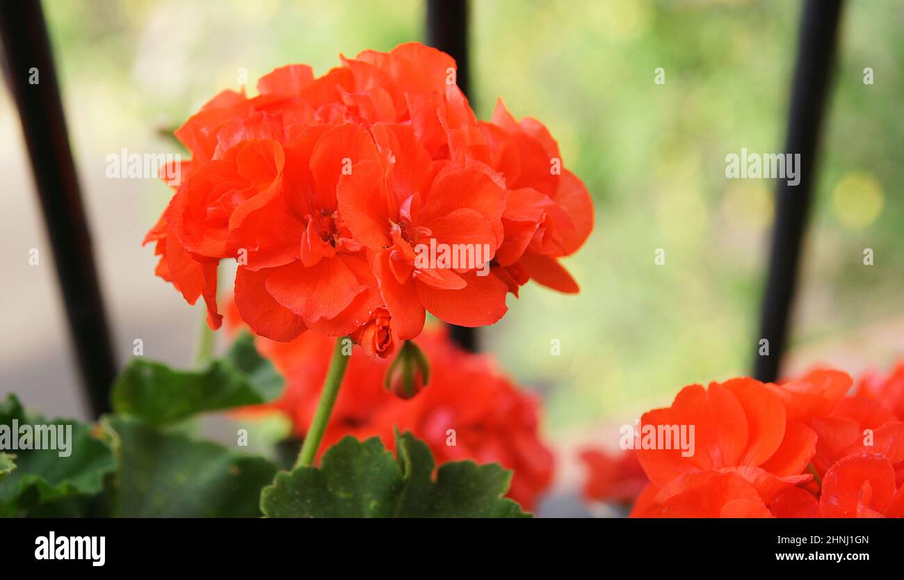 Flowers in a garden in Barcelona, Catalunya, Spain, Europe Stock Photo ...