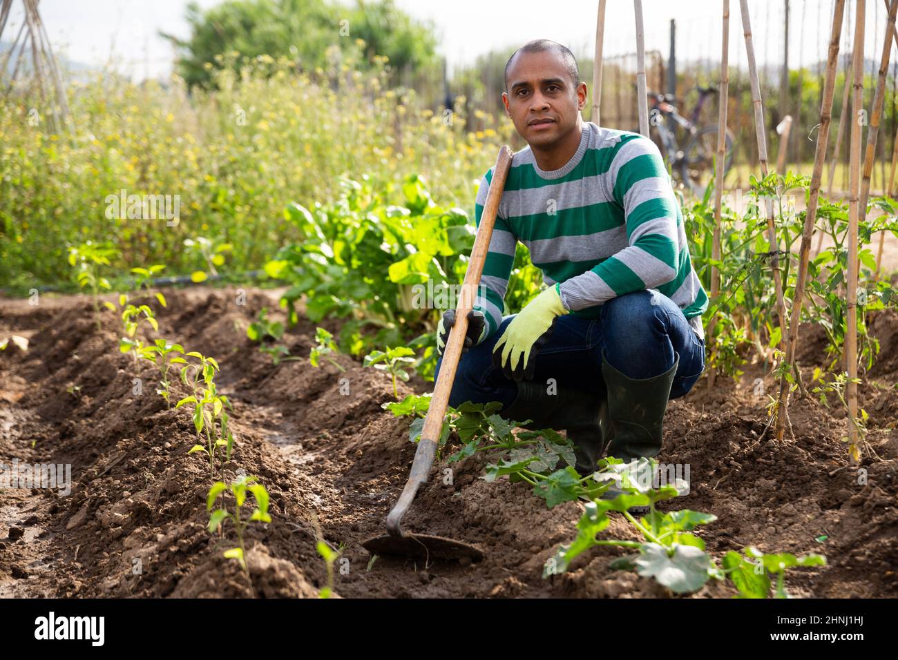 Indian man hoeing soil between vegetable seedlings Stock Photo - Alamy