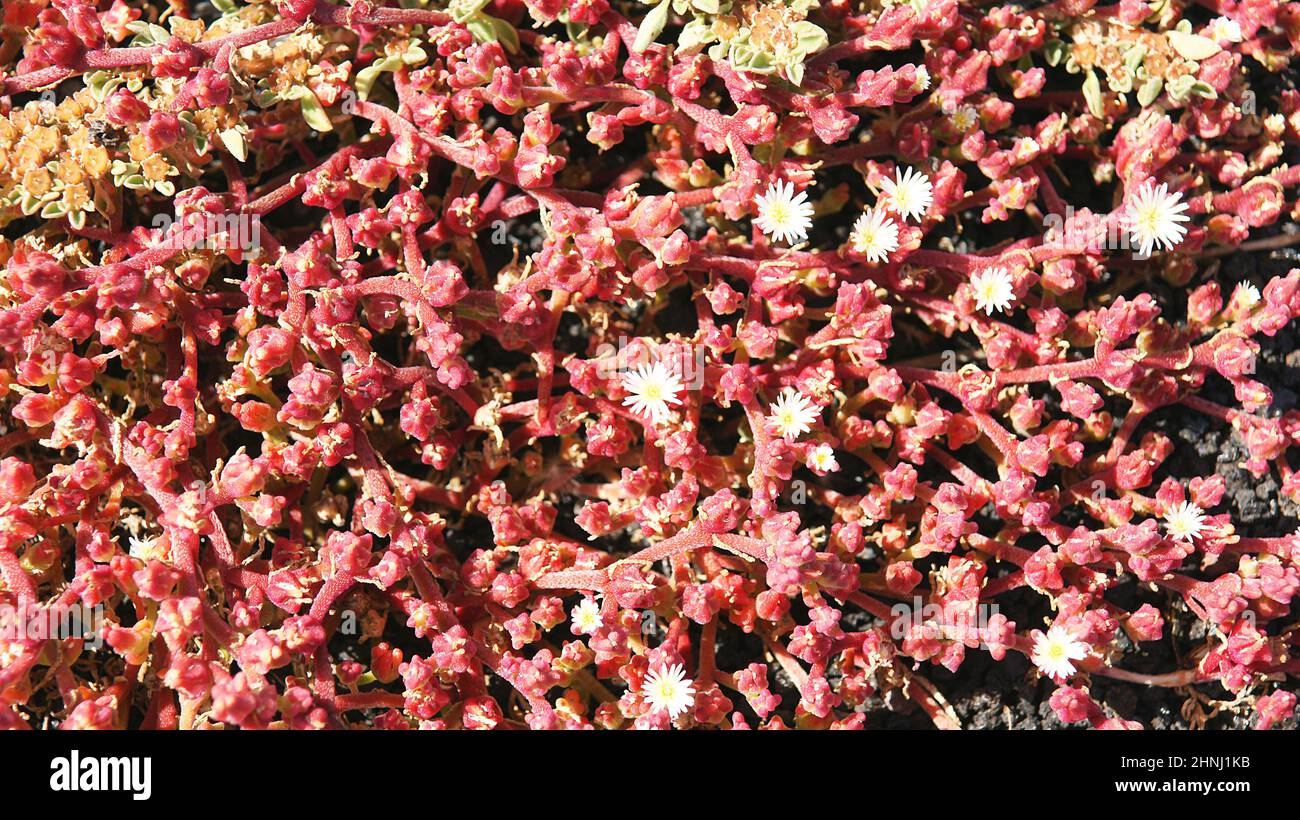 Canarian flora in Lanzarote, Canary Islands, Spain, Europe Stock Photo ...