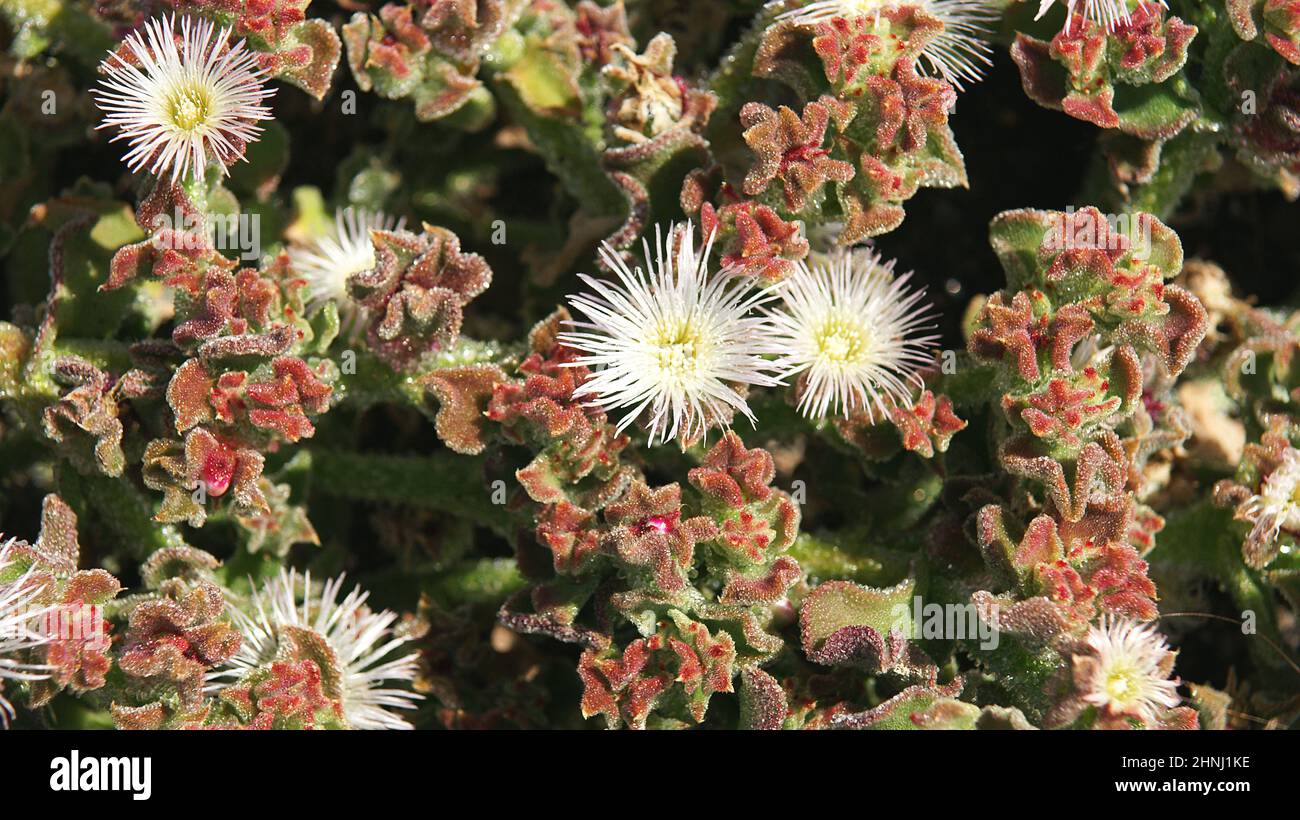 Canarian flora in Lanzarote, Canary Islands, Spain, Europe Stock Photo ...