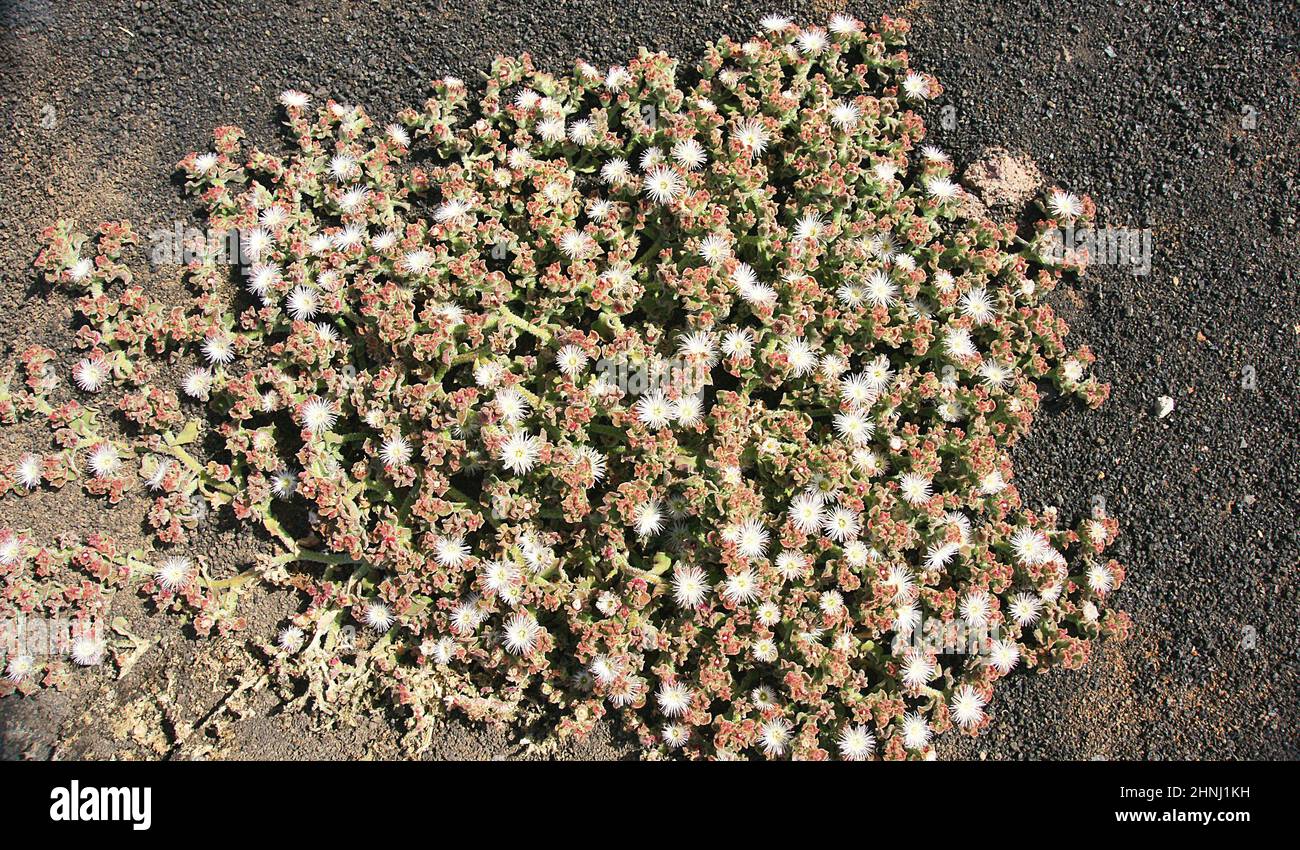 Canarian flora in Lanzarote, Canary Islands, Spain, Europe Stock Photo ...