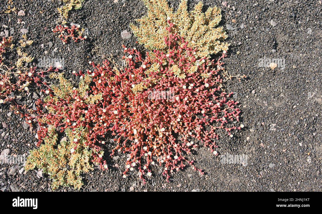 Canarian flora in Lanzarote, Canary Islands, Spain, Europe Stock Photo ...