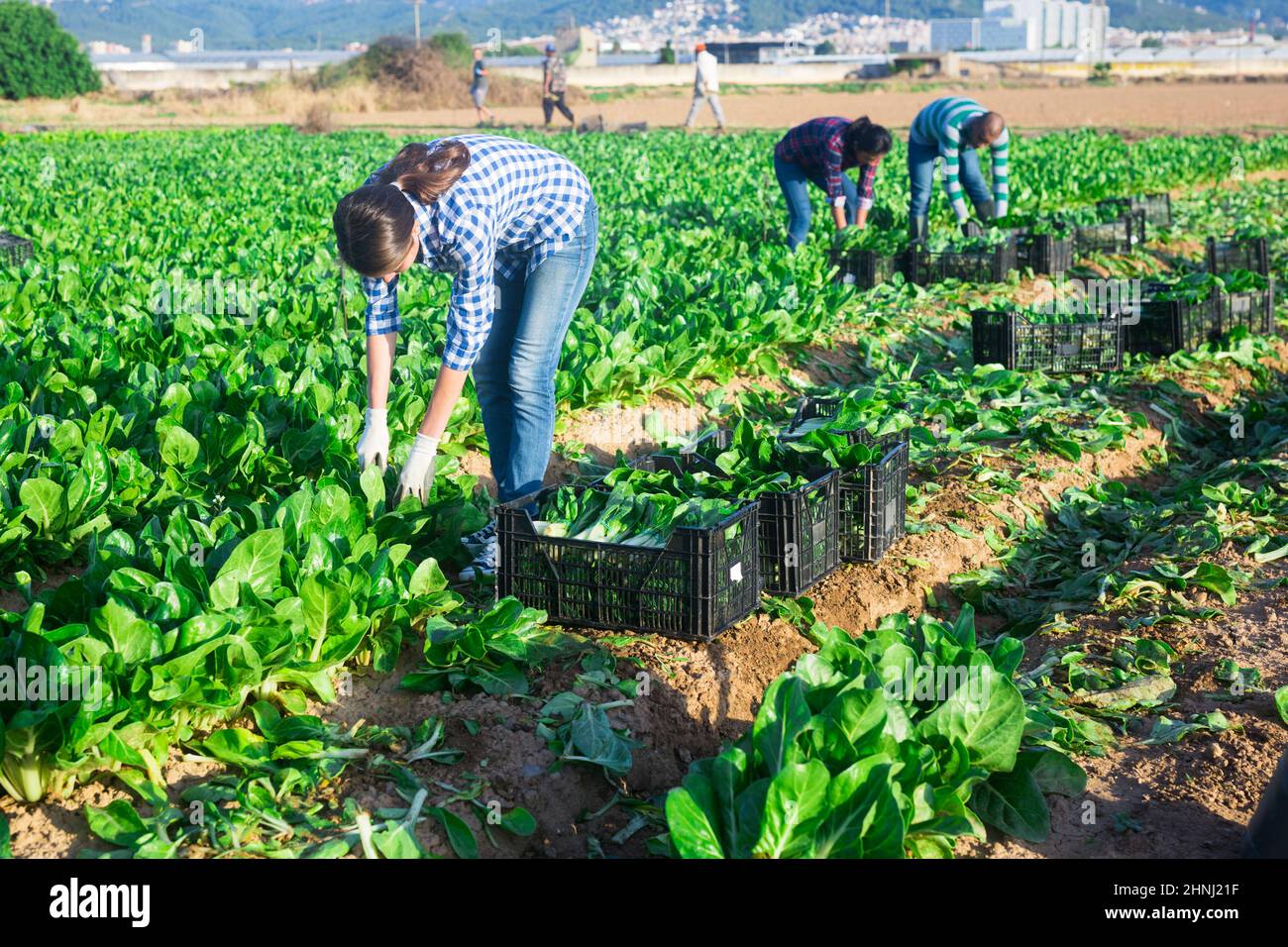 Female worker harvesting swiss chard on field Stock Photo - Alamy