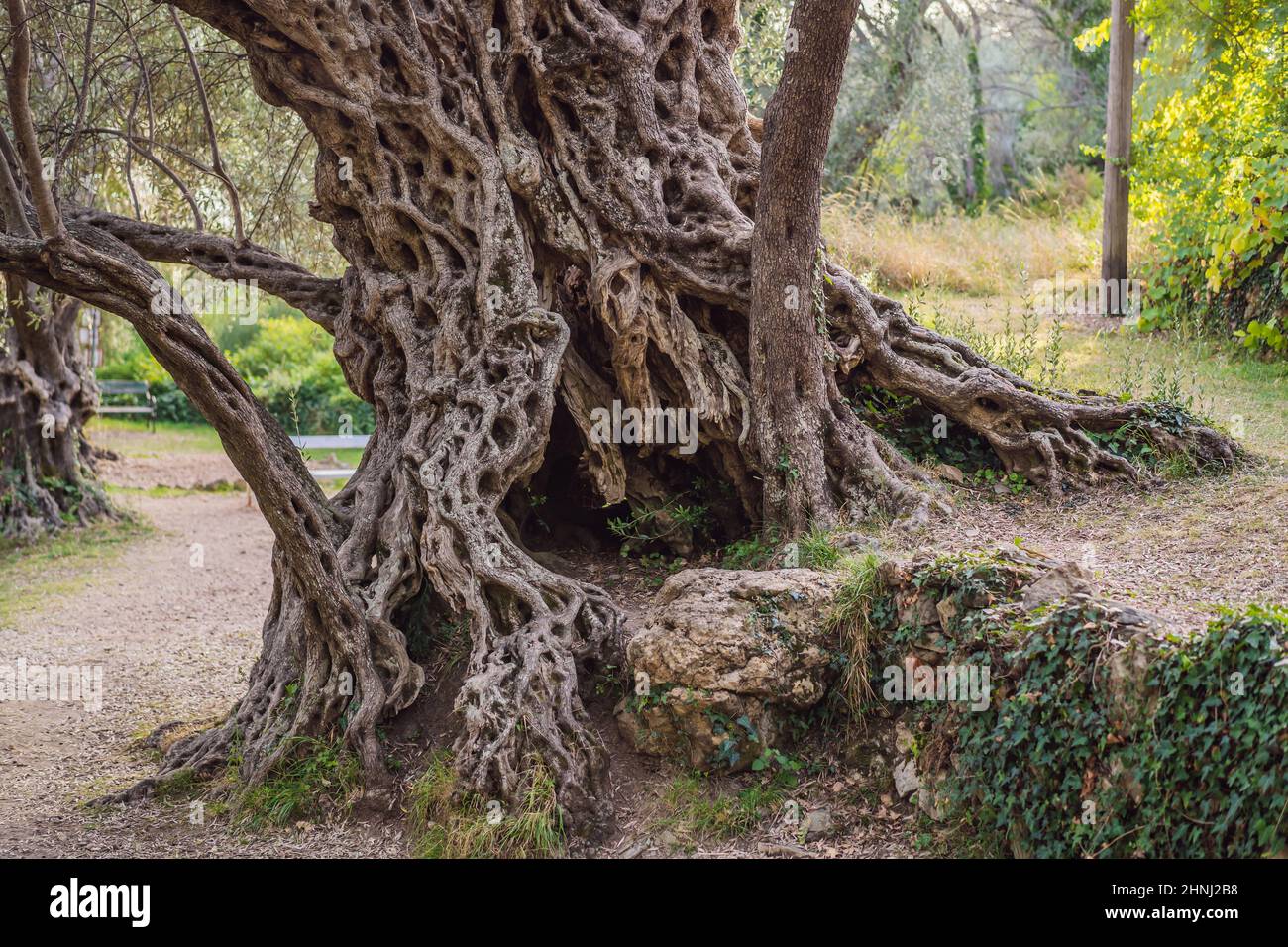 2000 years old olive tree: Stara Maslina in Budva, Montenegro. It is ...