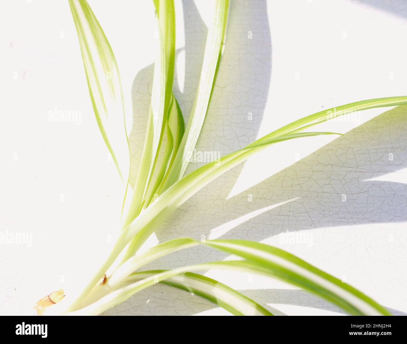 Fine Art Concept - Close-up of Spider Ivy Plant / Chlorophytum Comosum ...
