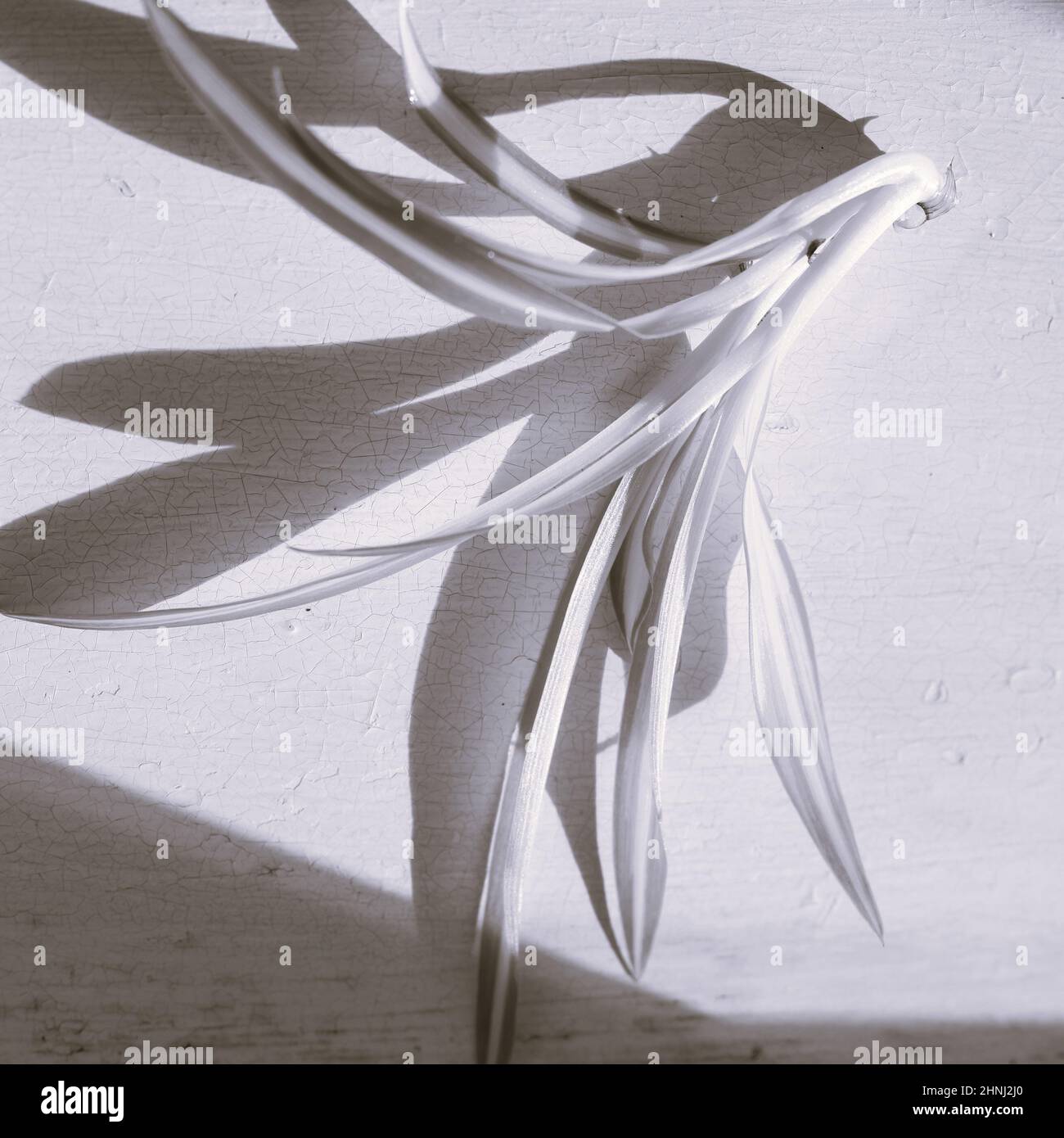 Fine Art Concept - Close-up of Spider Ivy Plant / Chlorophytum Comosum ...