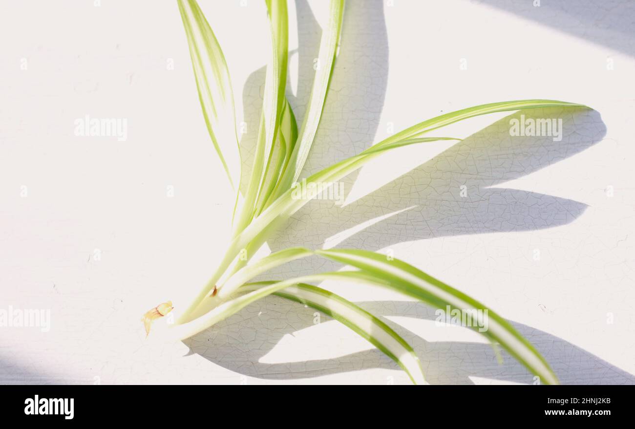 Fine Art Concept - Close-up of Spider Ivy Plant / Chlorophytum Comosum ...