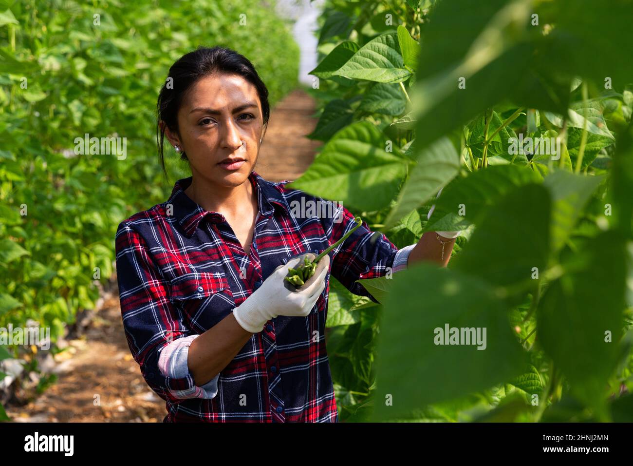 Hispanic female worker gathering crop of beans in hothouse Stock Photo ...