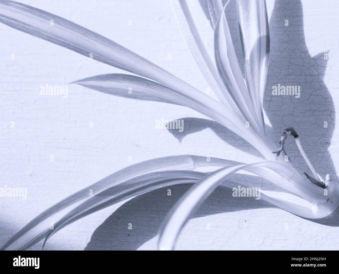 Fine Art Concept - Close-up of Spider Ivy Plant / Chlorophytum Comosum ...