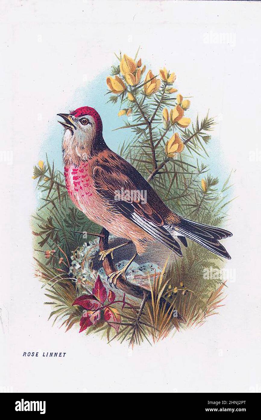 Vintage Bird illustrations Stock Photo - Alamy