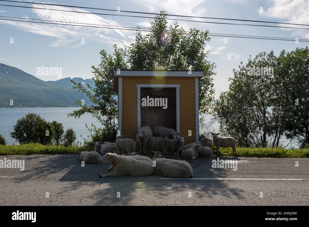 Sheep at the bus stop. Straumsbukta July 2021. Troms/Tromsø/Norway ...